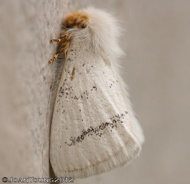 South African Photographs: White Monkey Moth (Phiala incana)