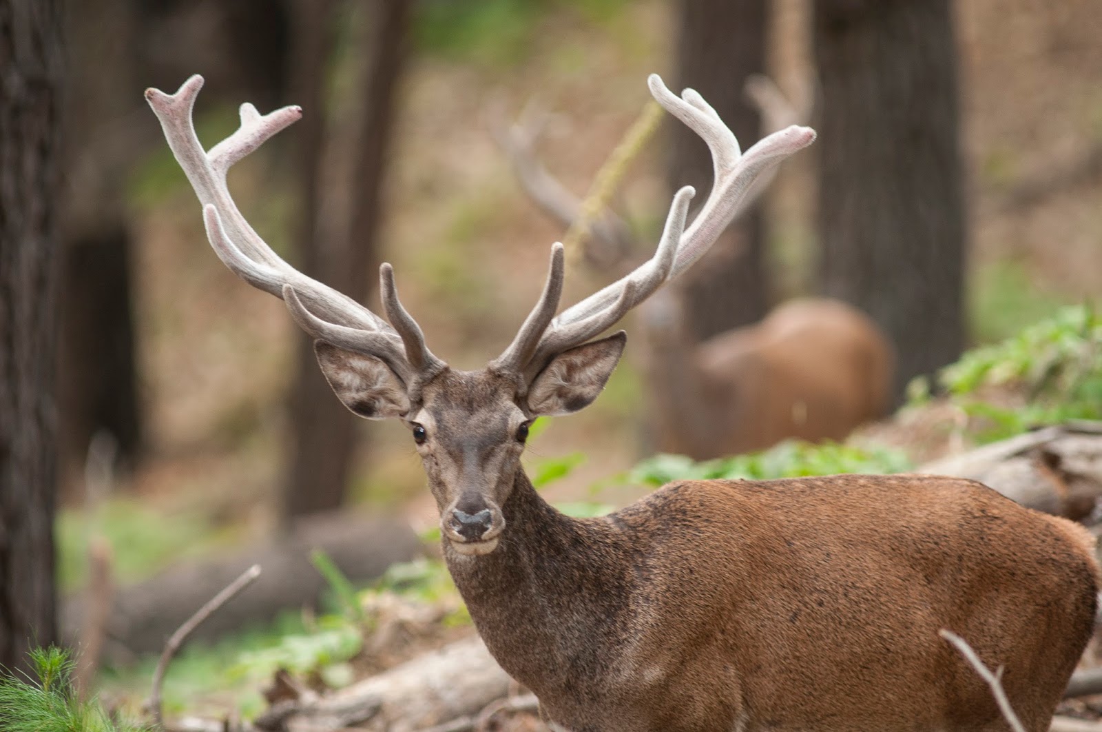 IMAGENES&MOMENTOS: Ciervo (Cervus elaphus)