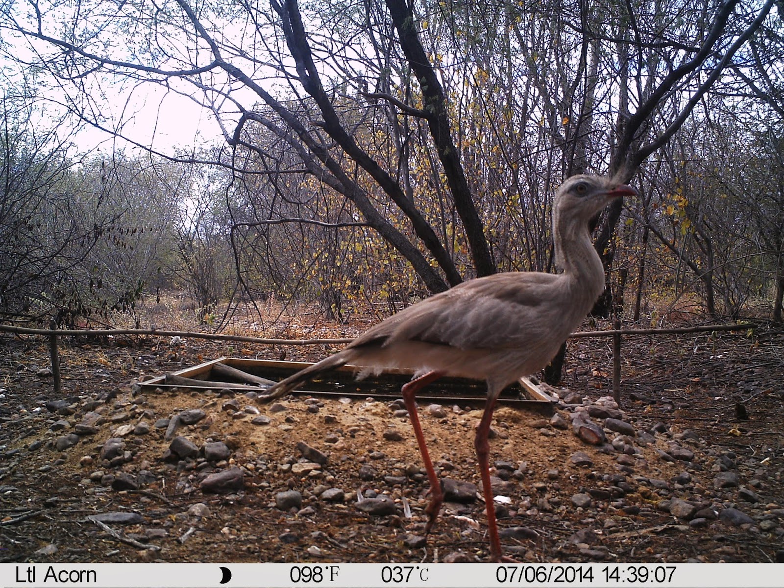 Animais da Caatinga: seriema