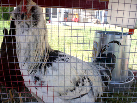 The Parsimonious Princess: How to Spot a Rooster in Your Backyard Flock
