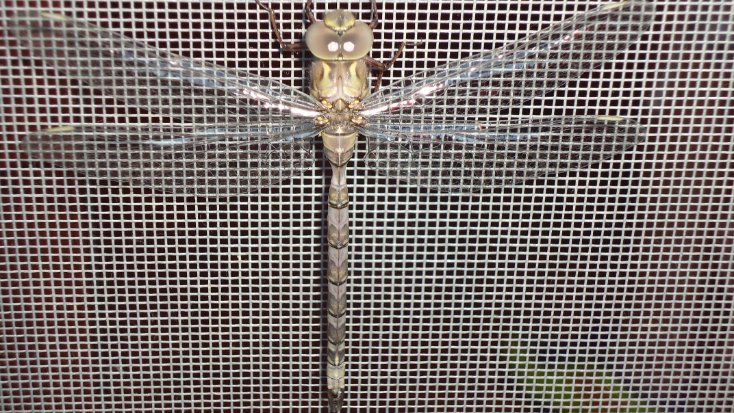 CIENCIA-FATOU: LOS OJOS DE LAS LIBÉLULA