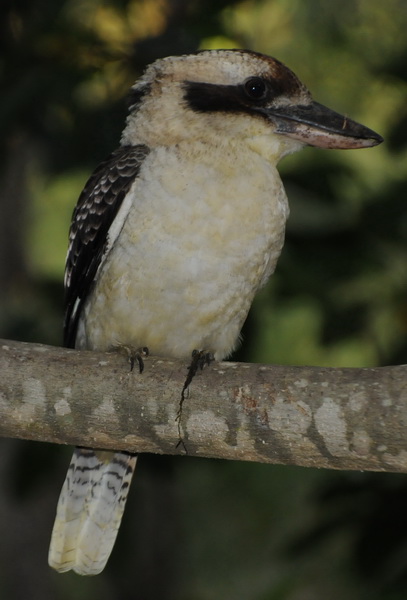 A Wandering Naturalist: Australia - Kookaburras, Treecreepers, and Others