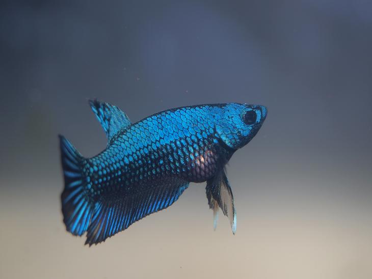Bettastenerife: wellcome to the blue dragon betta jonay´s betta fish
