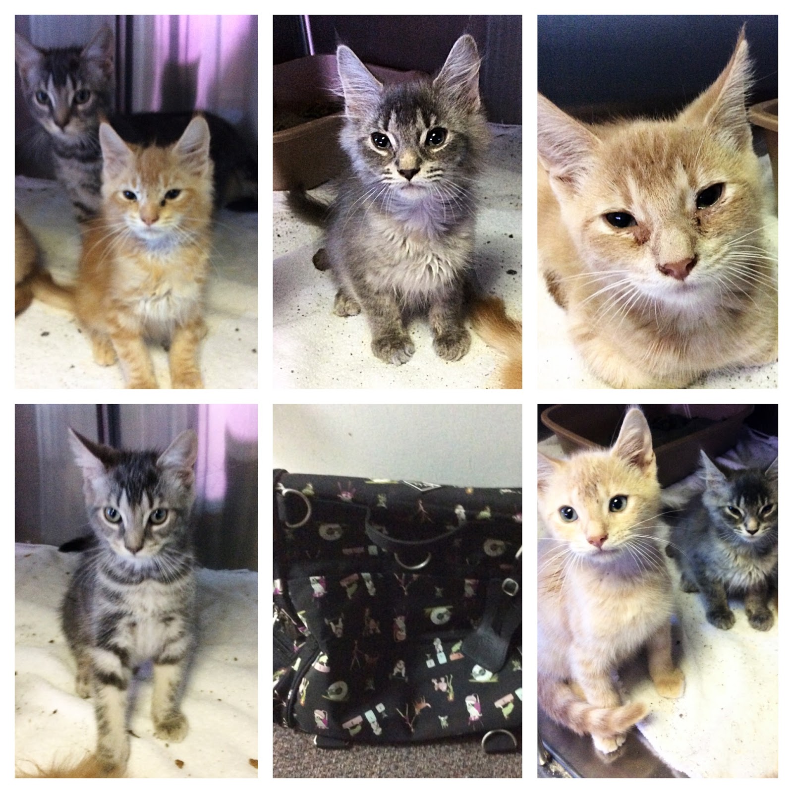 Ten Lives Club at Pet Supplies Plus E. Amherst : Ten Lives Club Cat ...