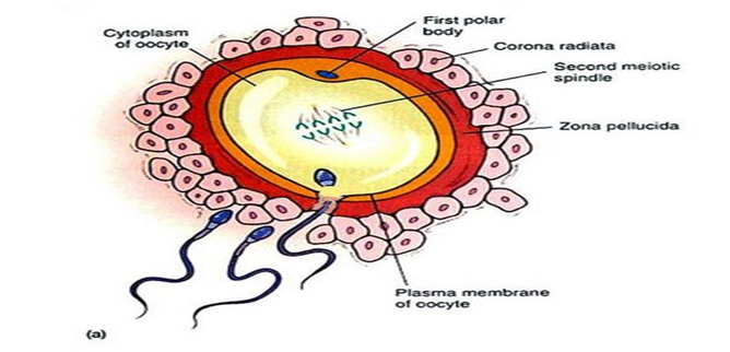 Fertilisasi, Gestasi, Persalinan dan ASI ~ E-learning