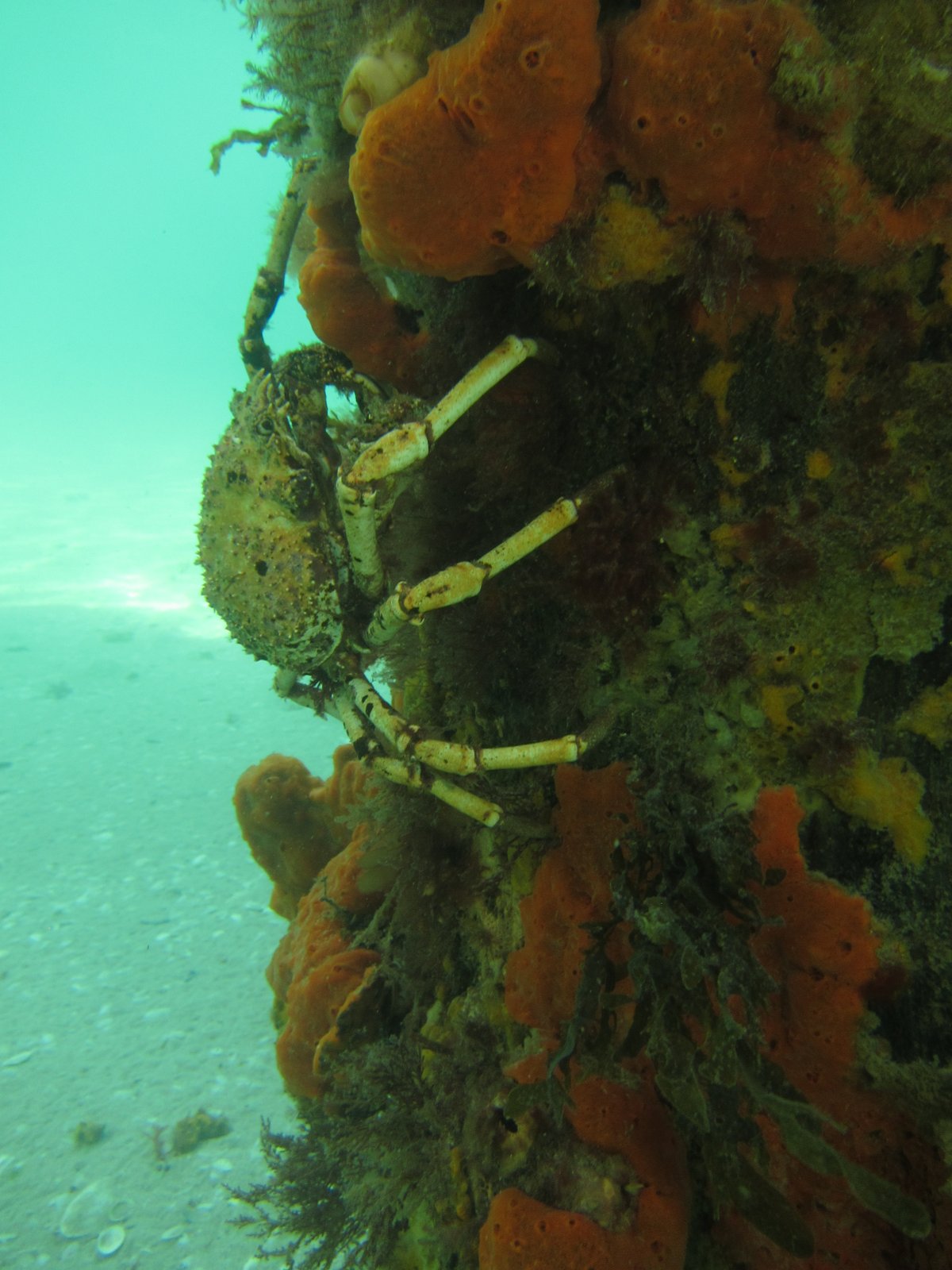 Diving: Rye pier and spider crabs