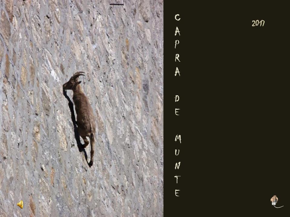 CLASA NOASTRĂ: [ FOTO ] CAPRA DE MUNTE