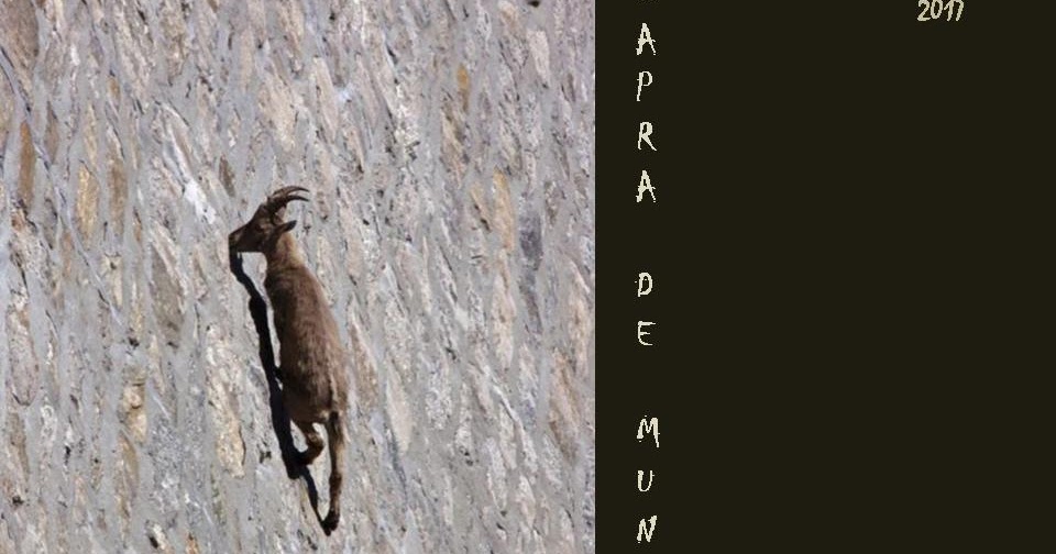 CLASA NOASTRĂ: [ FOTO ] CAPRA DE MUNTE