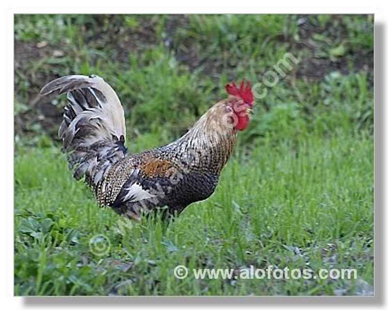 Animales de la Granja: Clasificación de los animales