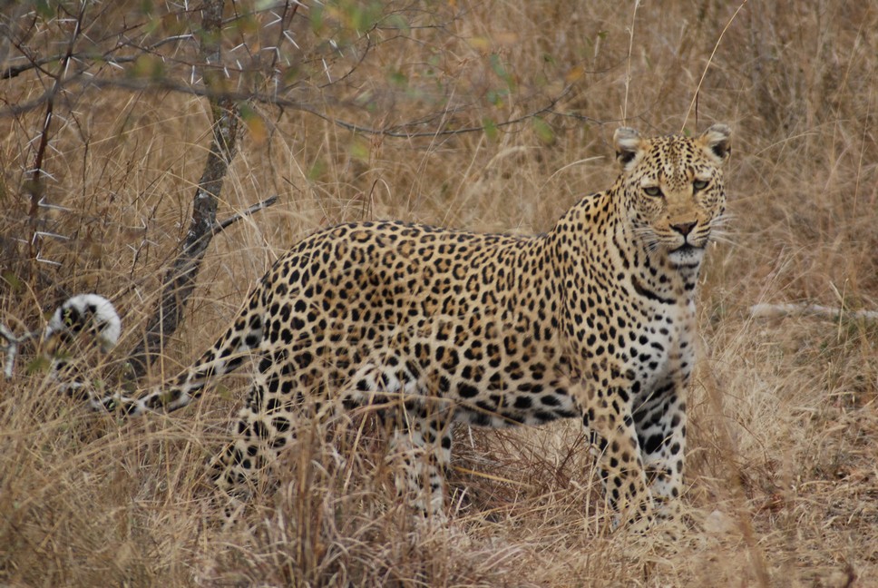 The Great Wildebeest Migration: The Big Five - Leopard ...