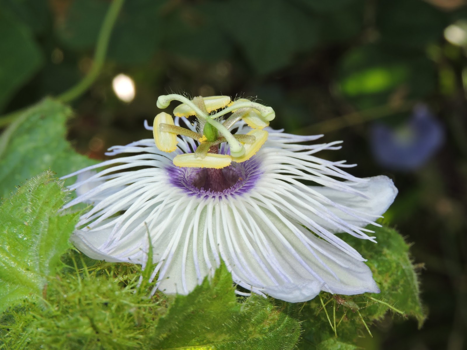 Flora campus I: Passifloraceae - Passiflora foetida L.