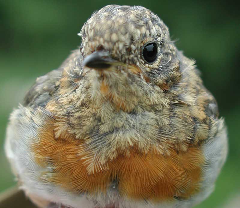 Worldwide Genealogy ~ A Genealogical Collaboration: Of Robins and Toymakers