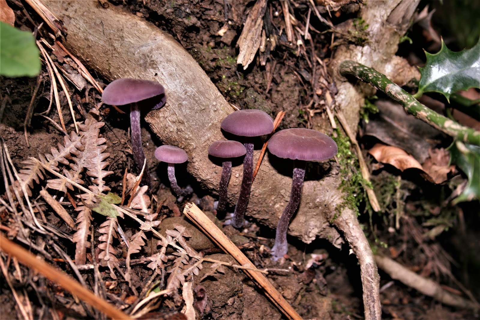 Por ahí no es...,la montaña y algo más: LACARIA COLOR VIOLETA, LACARIA ...