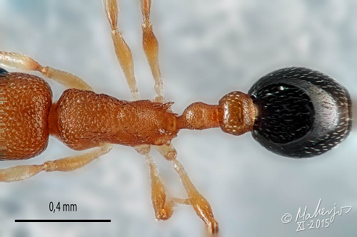 Biodiversidad Costa Granadina y ... (Fauna): Cardiocondyla emeryi