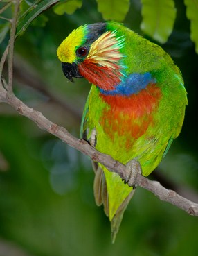 All About Unggas: Jenis Burung Serindit