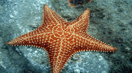 JUGANDO CON LOS SERES VIVOS: TAXONOMÍA DE LOS ANIMALES