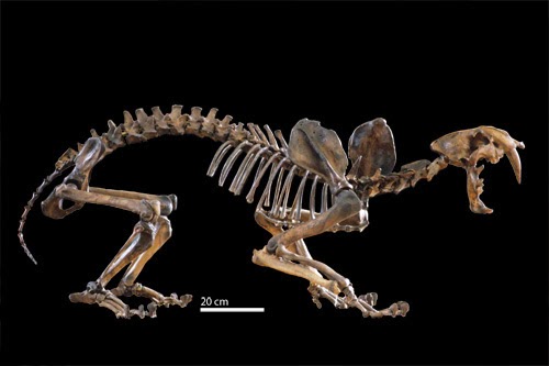 WHY DID THE SABER-TOOTHED TIGER BECOME EXTINCT? |The Garden of Eaden