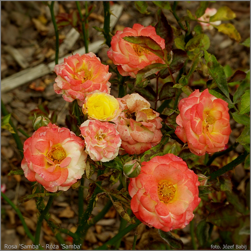 Plant Gallery - Encyklopedia Roślin: Rosa 'Samba' - Róża 'Samba'