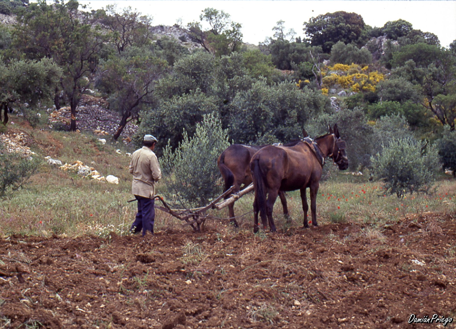 MIRADAS DE ENCANTO : AGRICULTURA TRADICIONAL