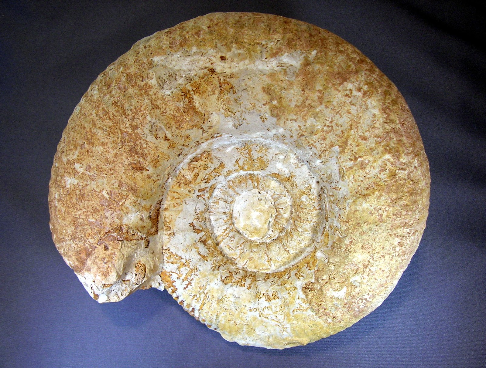 Fossils & Antiques: Class Ammonite