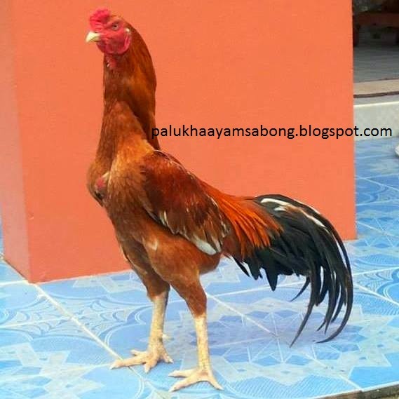 AYAM LAGA NO1 THAI: AYAM GALERY