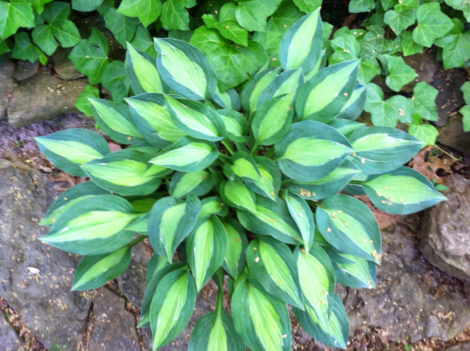 Garden Musings from Memphis Area Master Gardeners: Hostas and the Mid ...