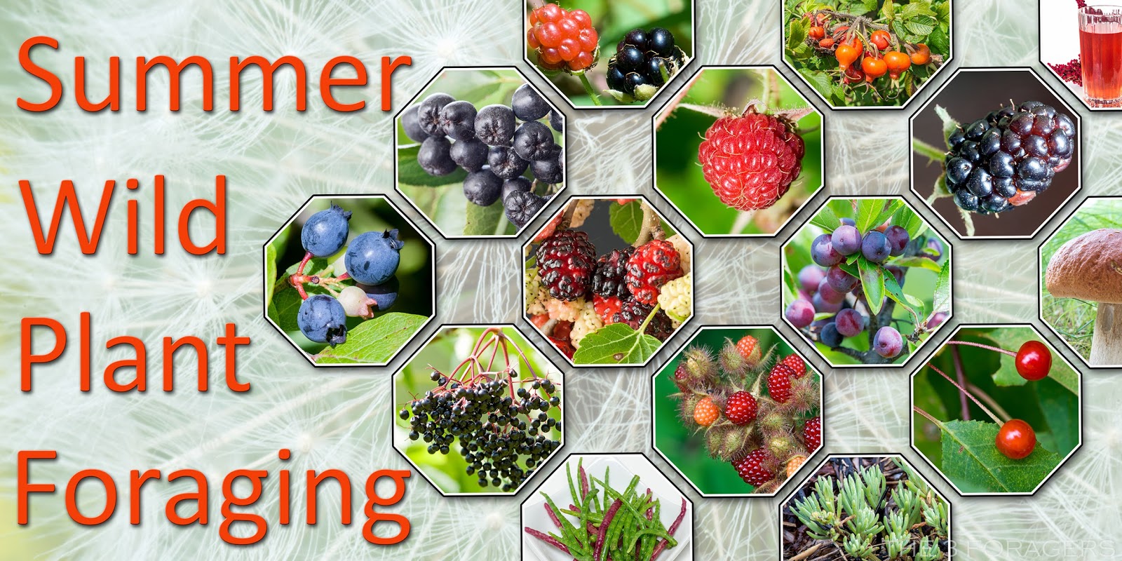 The 3 Foragers: Foraging for Wild, Natural, Organic Food: Programs ...