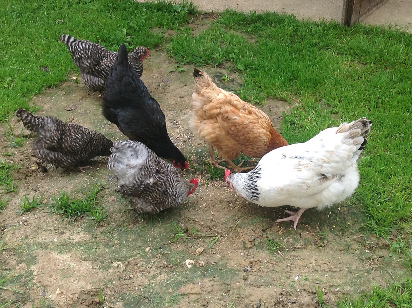 Les poulettes de rosie: Les poules naines et leur coq