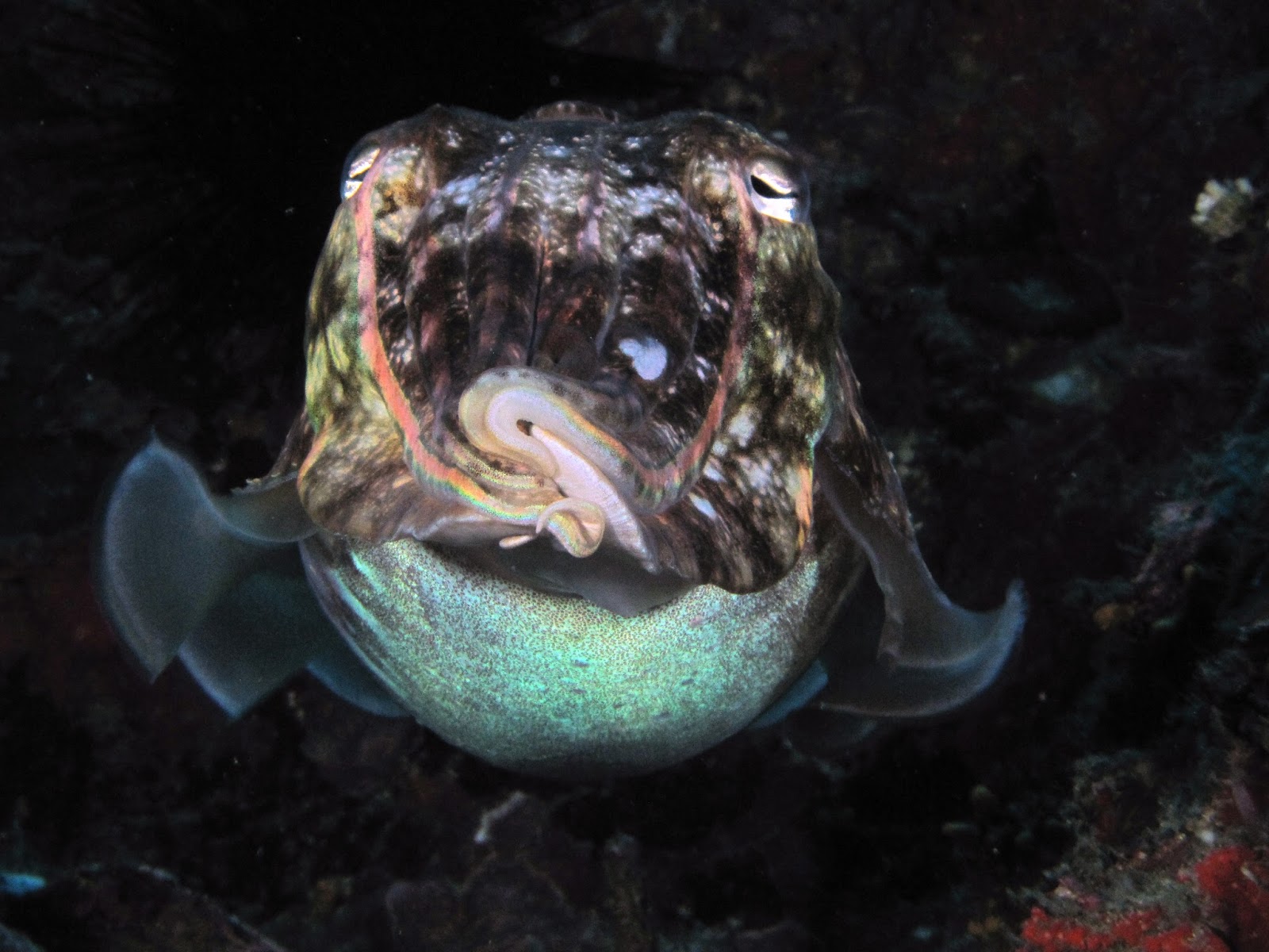 True facts about the cuttlefish ~ Scuba Life