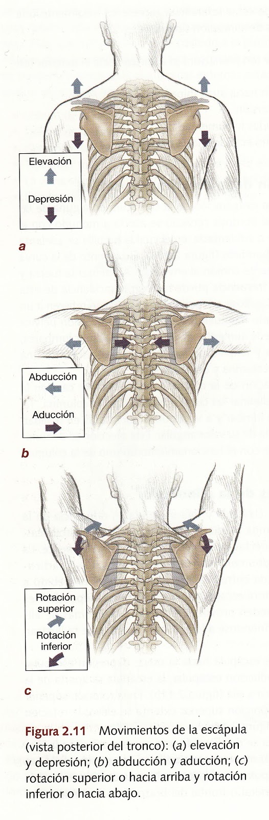 Centro de Reeducación Postural BIHOTZA: Cintura escapular. ¡Hombros ...