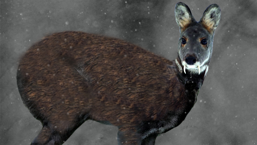 Effetto Mandela: Nuove Specie Animali, e Vegetali