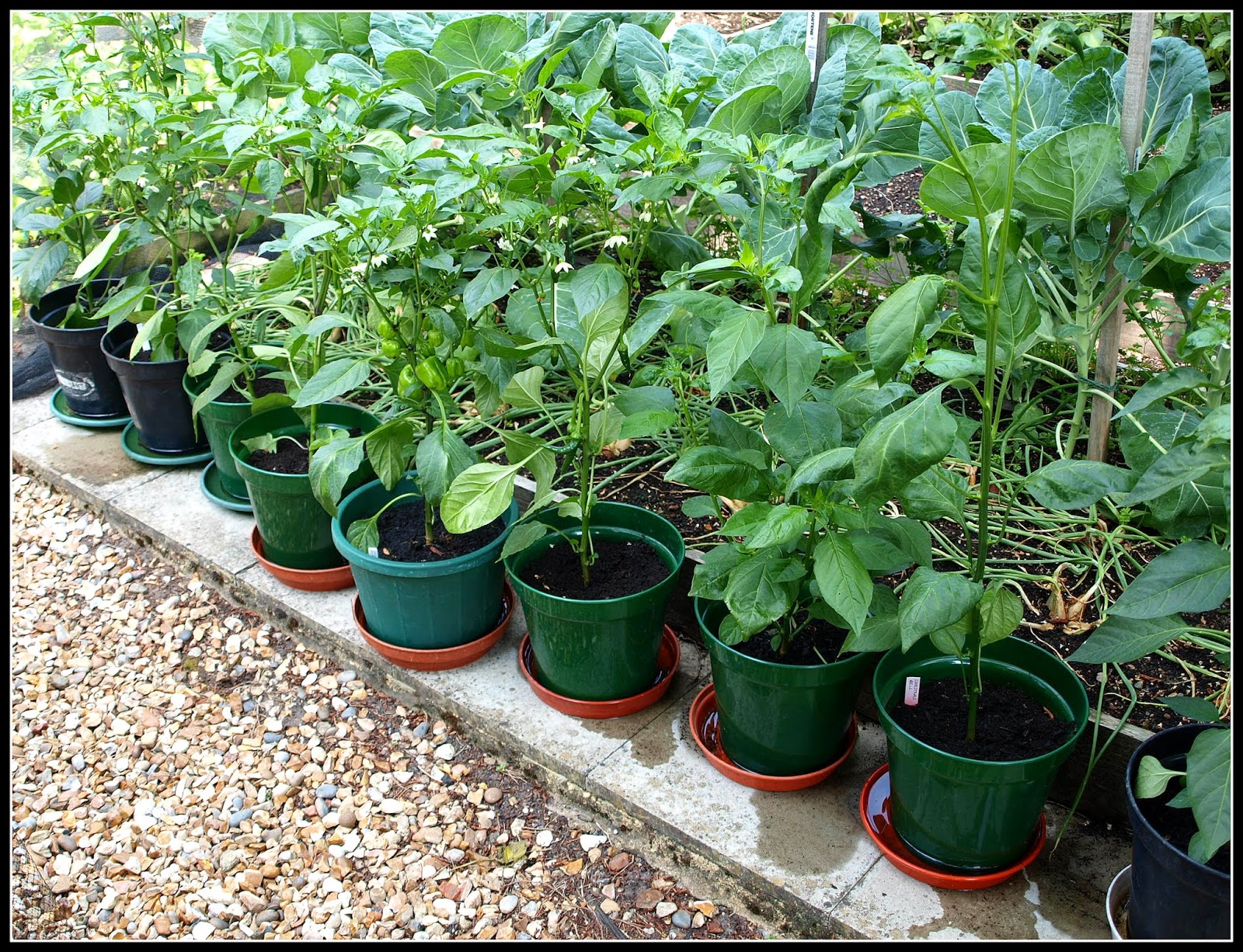 Mark's Veg Plot: Chilli progress