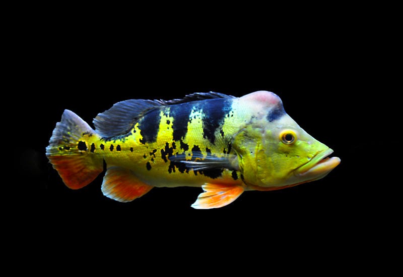 Jenis Jenis Peacock Bass /Pbass (Cichla Spesies)|Informasi Jenis Ikan ...