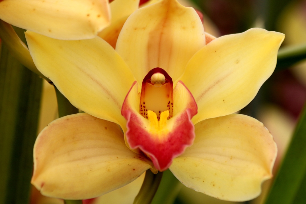 A photo, A thought............: Plant: Stunning orchids (I).............