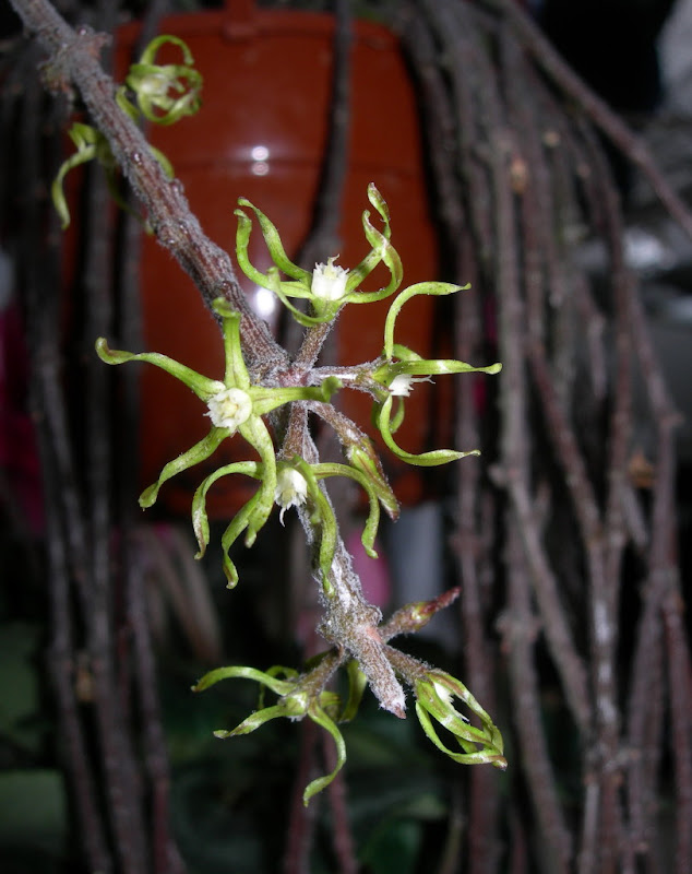 Viveros Vangarden: Cynanchum marnieranum