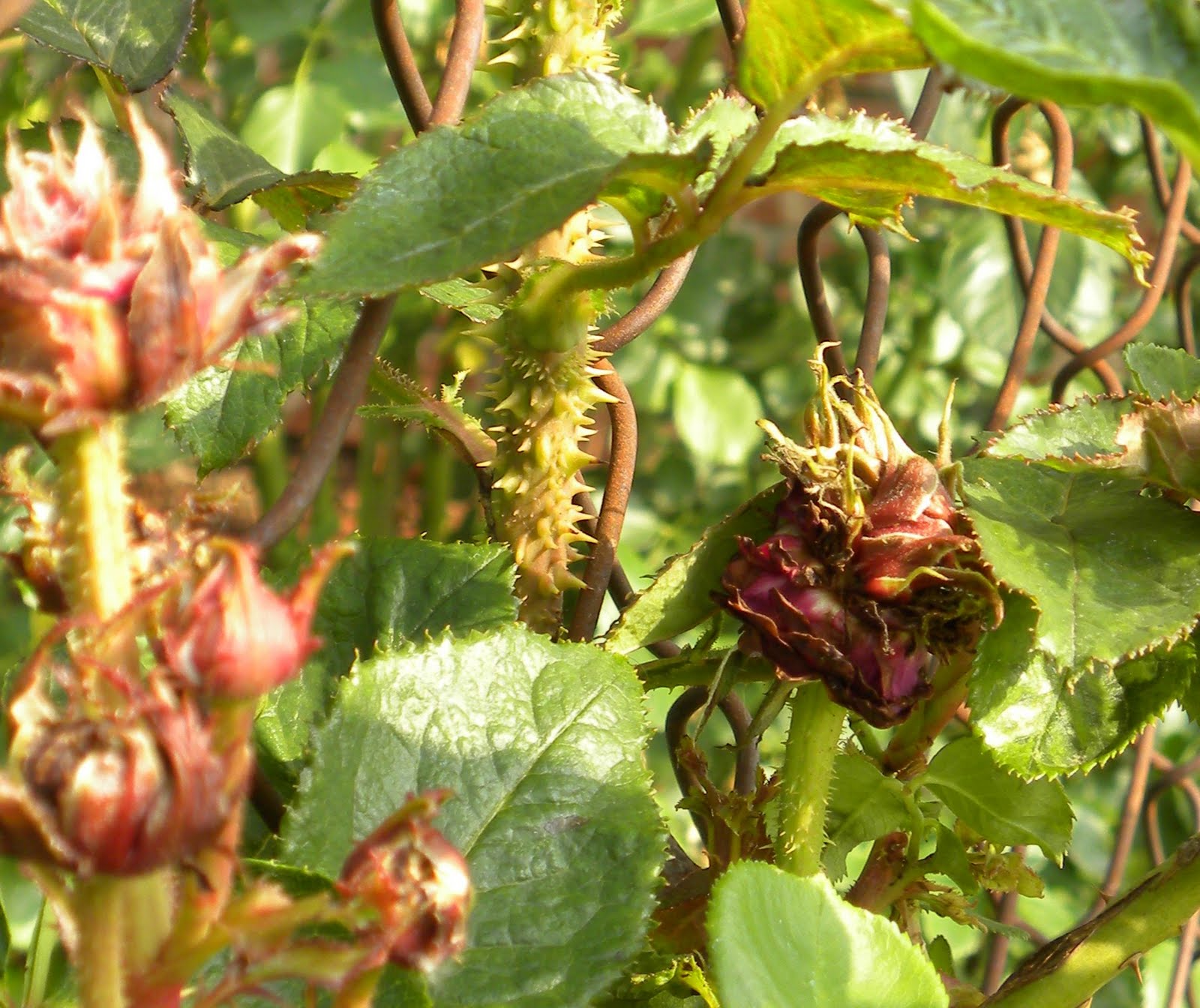 Red Dirt Roses: Beauty and the Beast