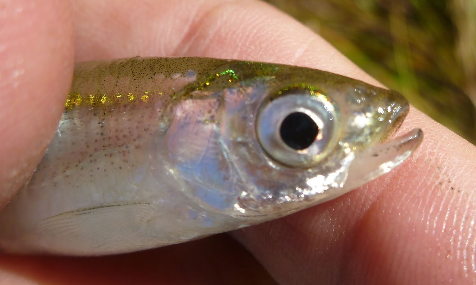Manitoba Fish Species on the Fly: Emerald Shiner and a perch