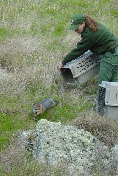 Friends of the Island Fox: USFWS Announces Recovery of Channel Island Fox