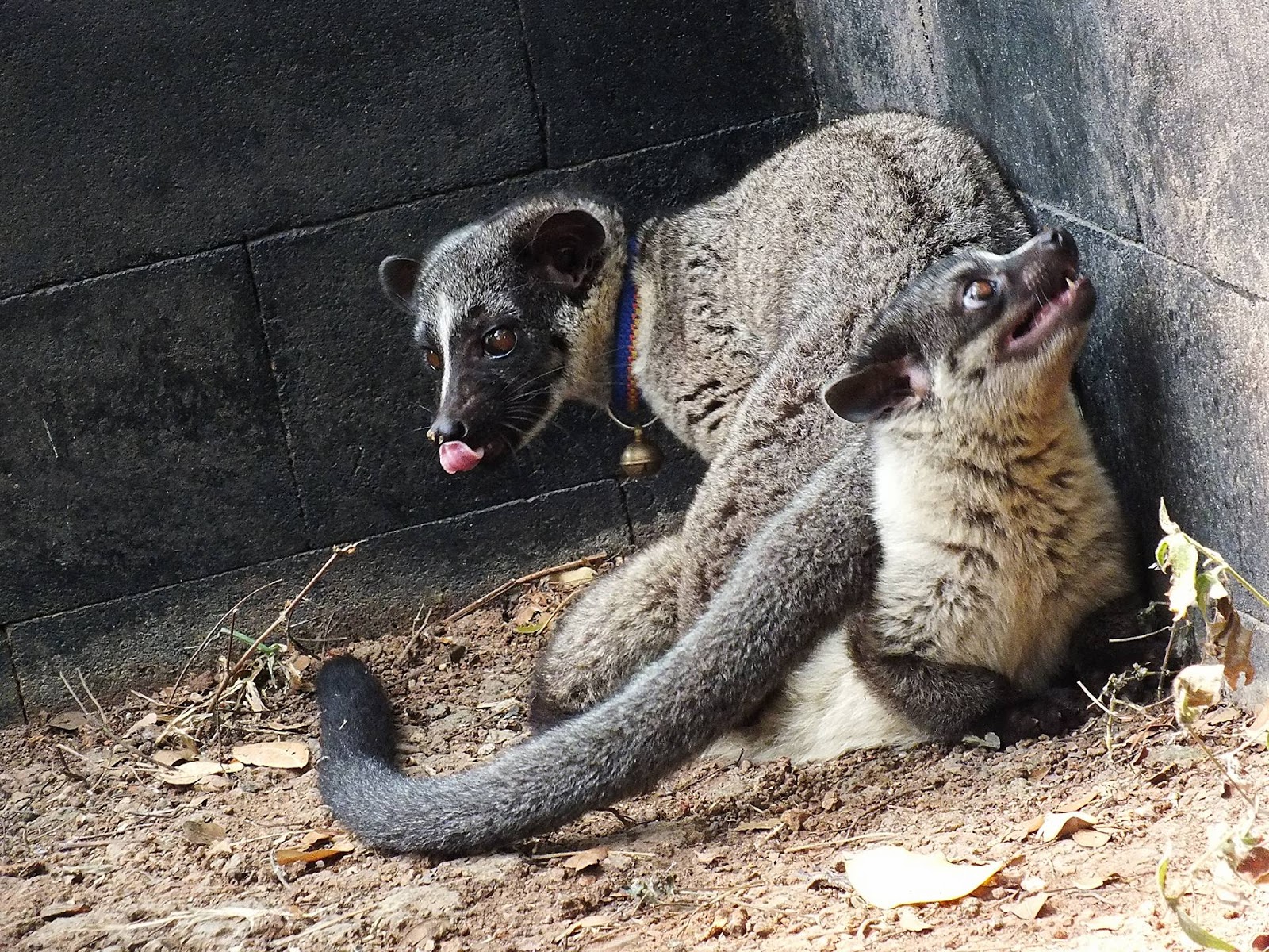7 Jenis Musang Yang Populer di Indonesia - Dunia Hewan