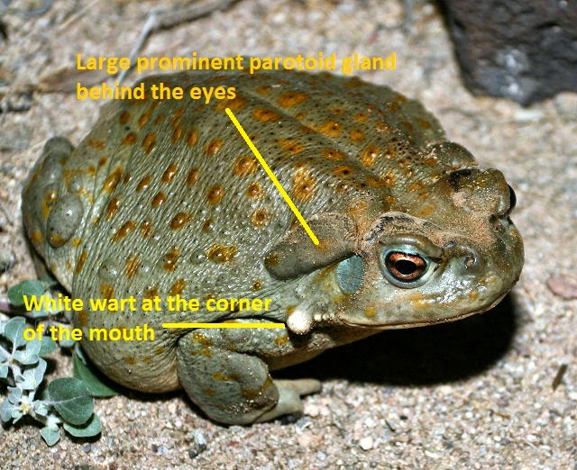 Keep Your Paws on the Road: Pet Danger! - The Sonoran Desert Toad