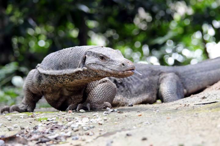 PurpleMangrove: Cool monitor lizard耍酷的巨蜥