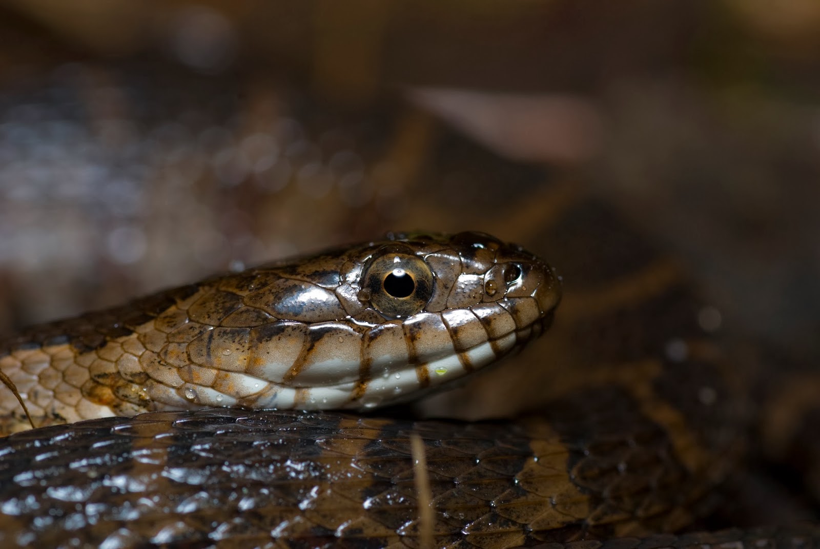 Explorations of an Ecologist: The snakes of Ontario -part 2