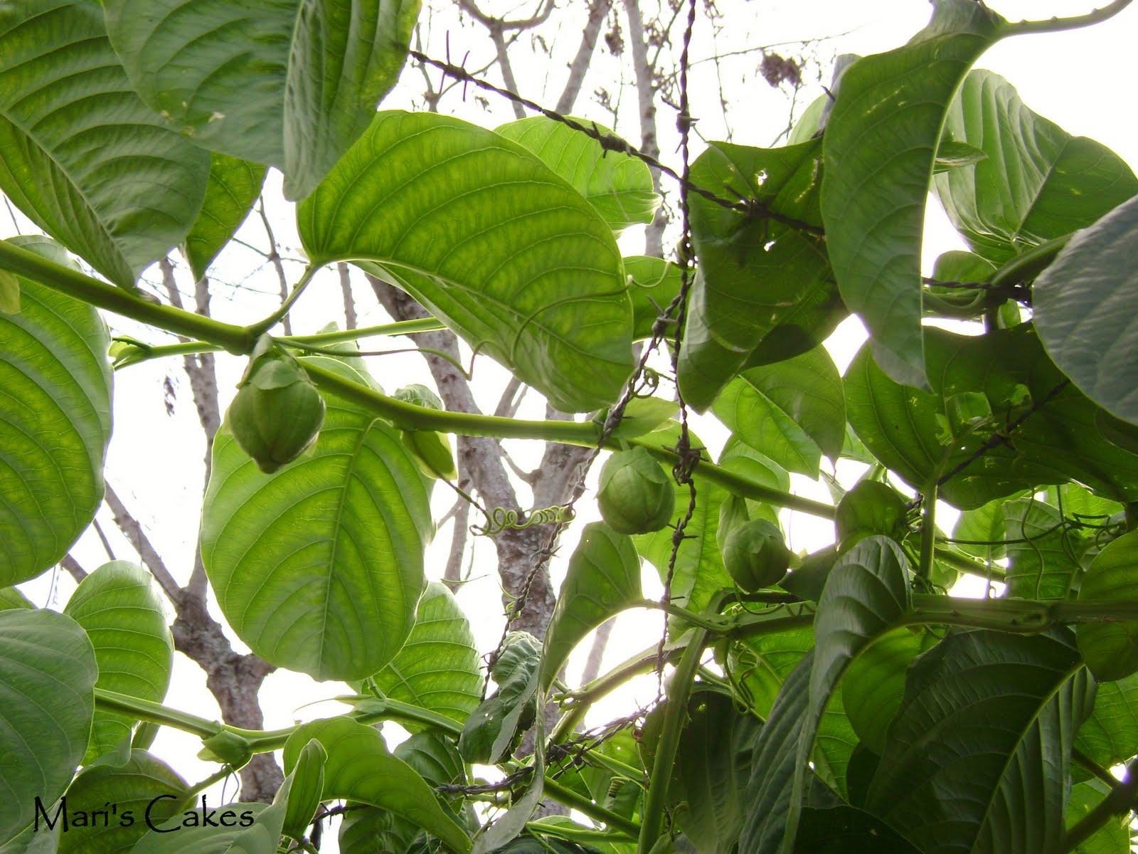 Granadillo | Mari's Cakes