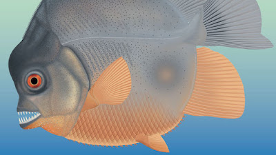 Τέχνης Σύμπαν και Φιλολογία: Βρέθηκε το απολίθωμα του αρχαιότερου ...