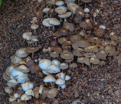 Gower Wildlife: Wood-chip Fungus