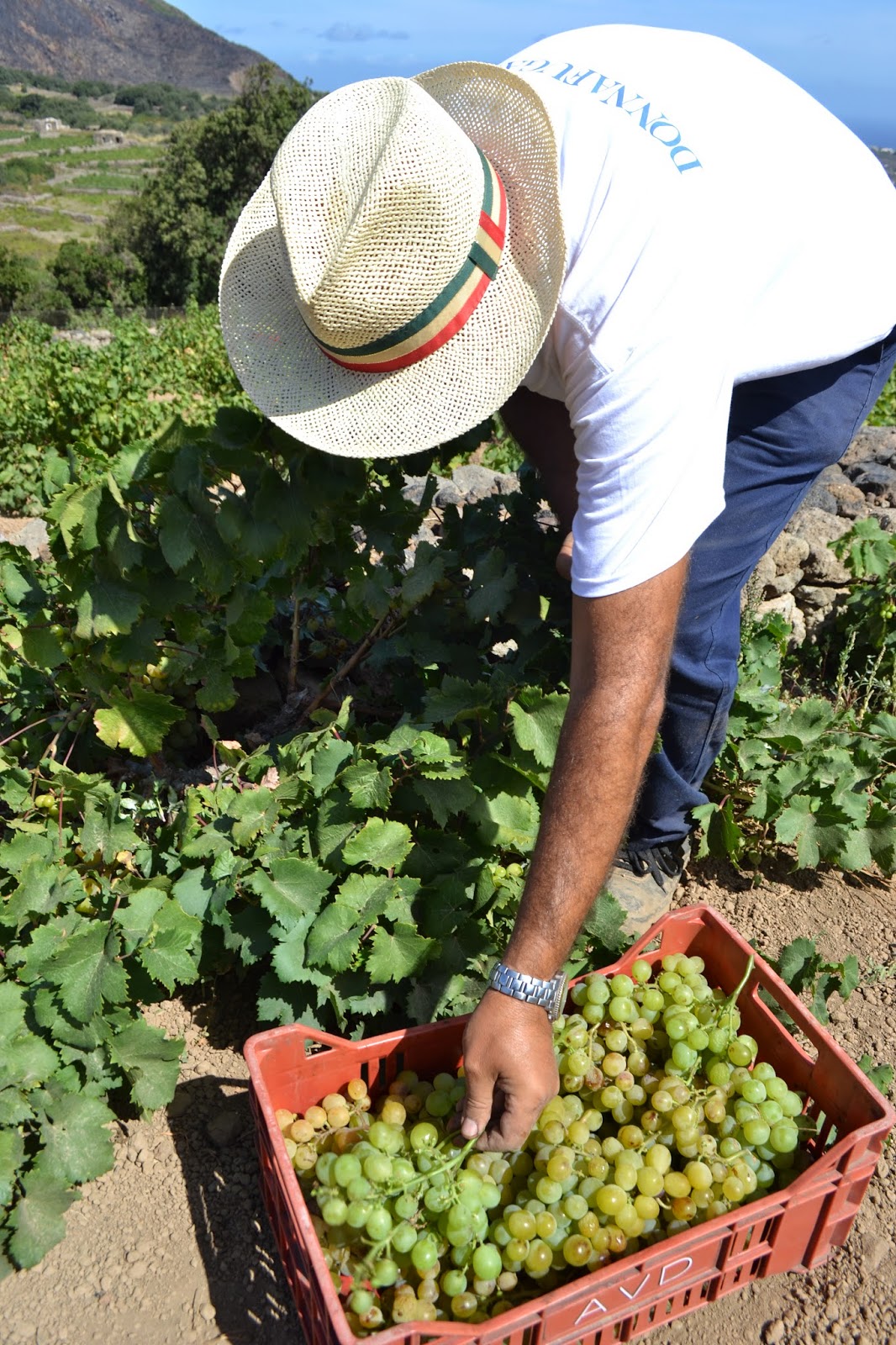 dwightthewinedoctor: "Heroic Winemaking" in Windswept Pantelleria ...