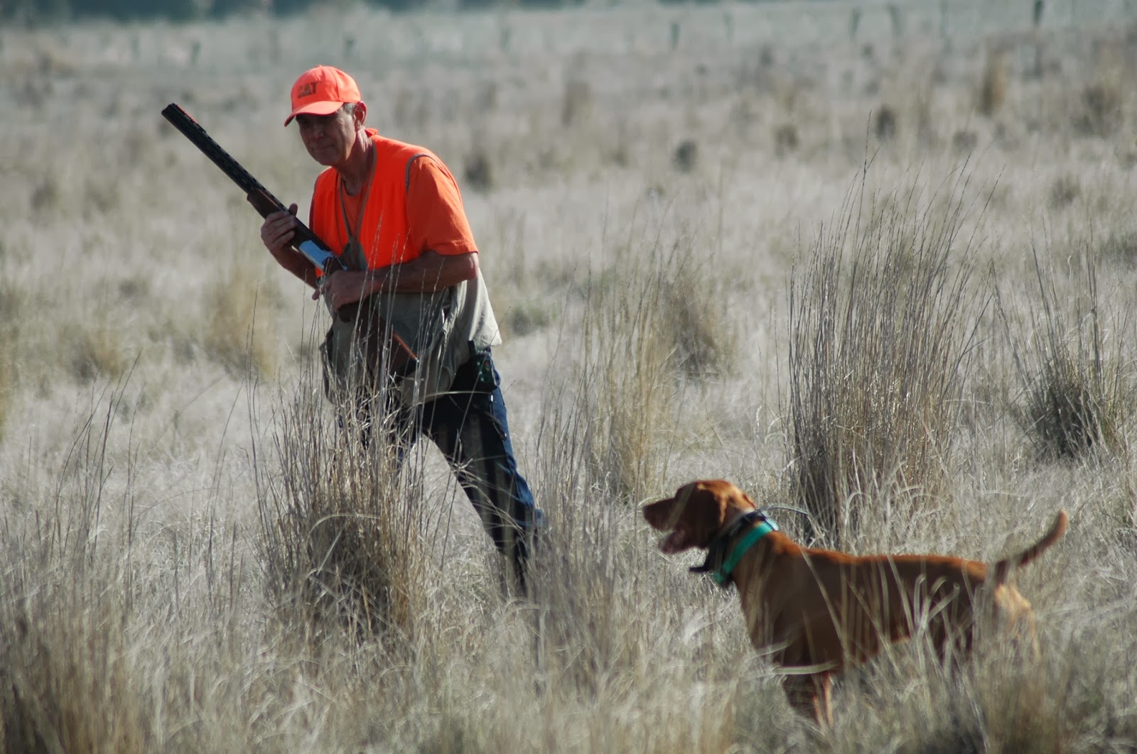redbirddog - a hungarian pointer (vizsla) blog: A First time Pheasant Hunt