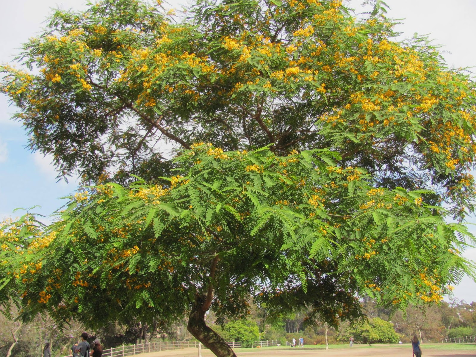 kiskaneo: Tipuana Tipu (palo Rosa) 10 Semillas