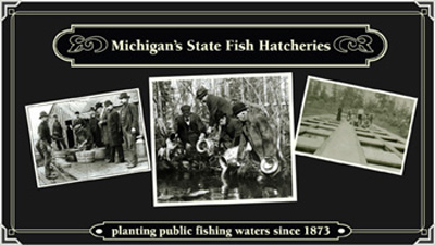 Sustaining Native Fish of Michigan