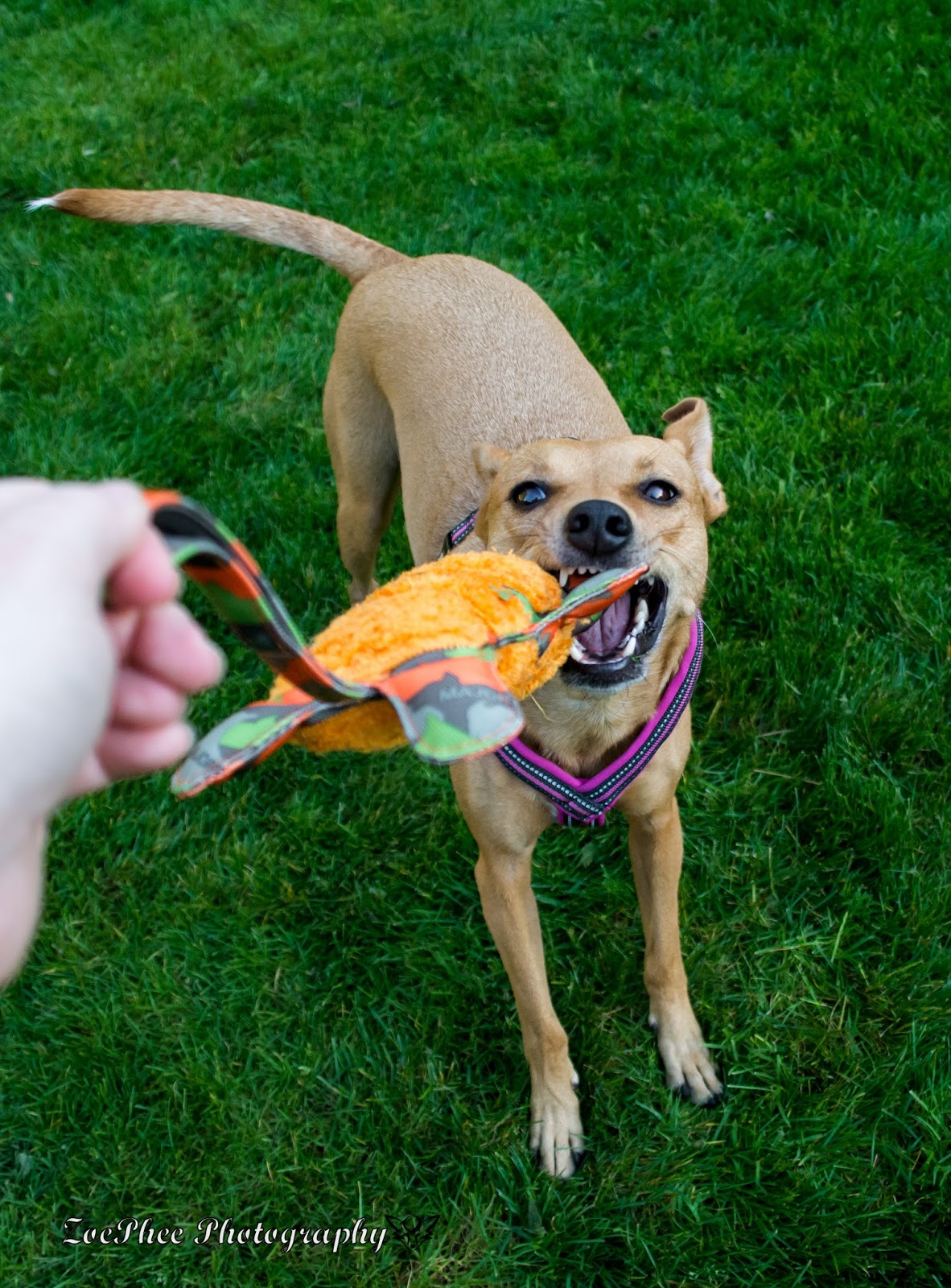 ZoePhee: Major Dog "Tiger" Toy Review